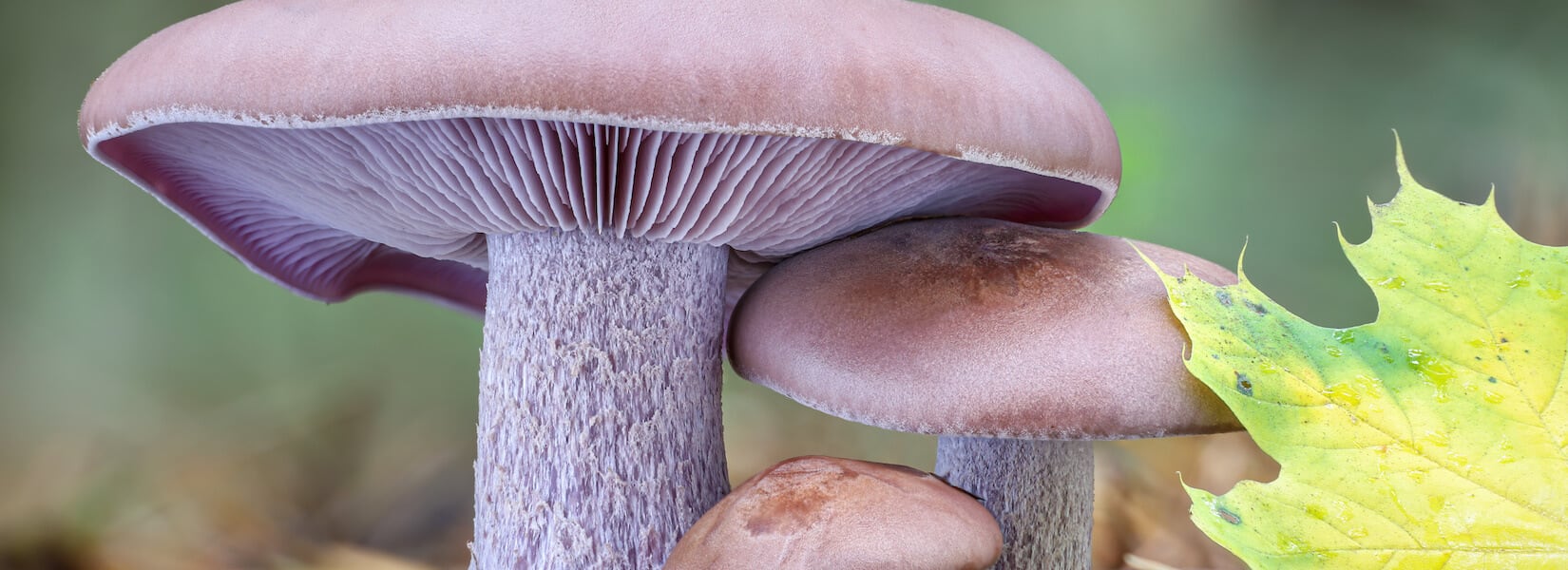 The Complete Guide to Blewit Mushrooms - Shroomer
