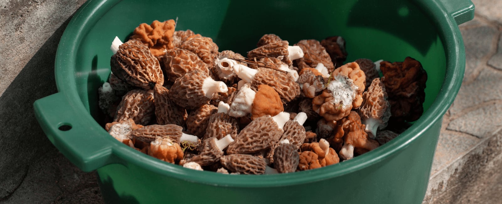 The Burn Maps & Resources for Morel Mushroom Hunting - Shroomer