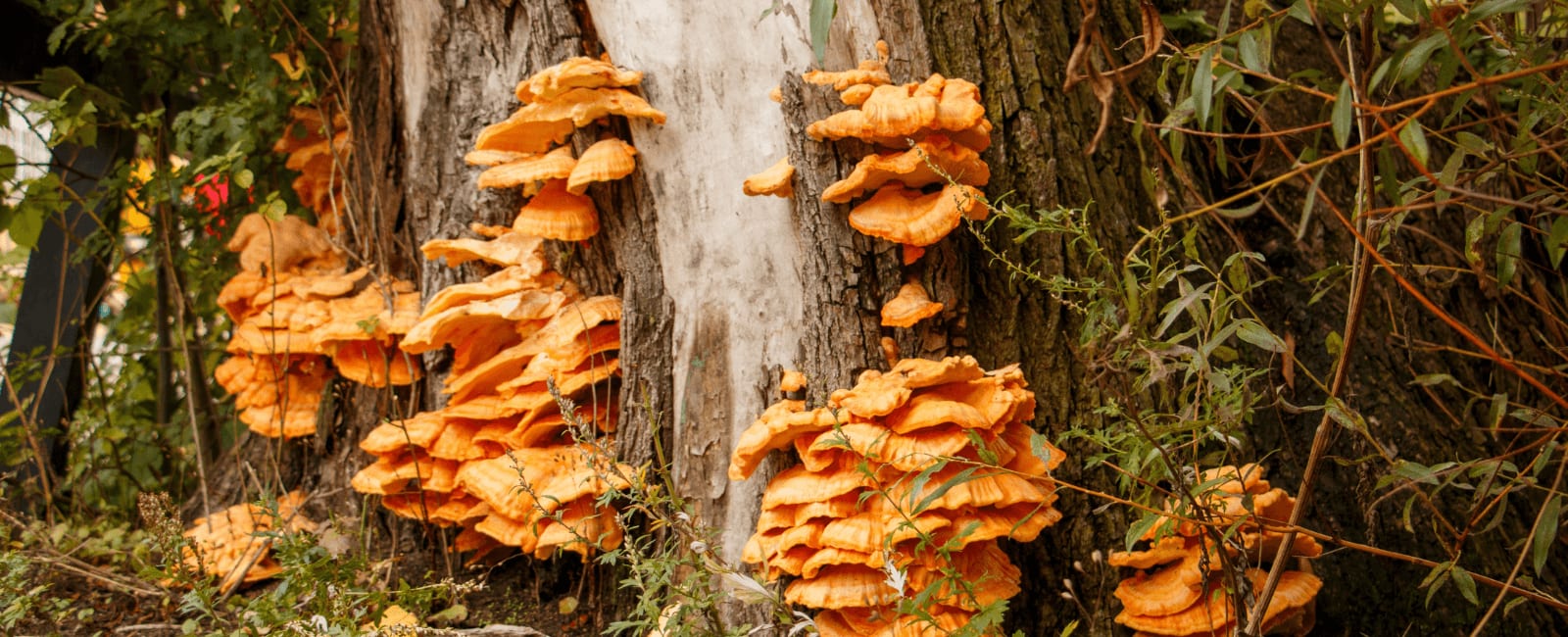 A Guide to Tree-Dwelling Mushrooms: Most Common Kinds and Their ...