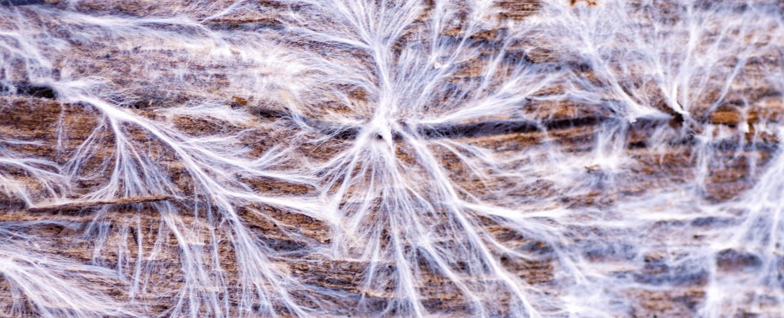 The Mycelial Network Is the Wood Wide Web Underneath It All - Shroomer