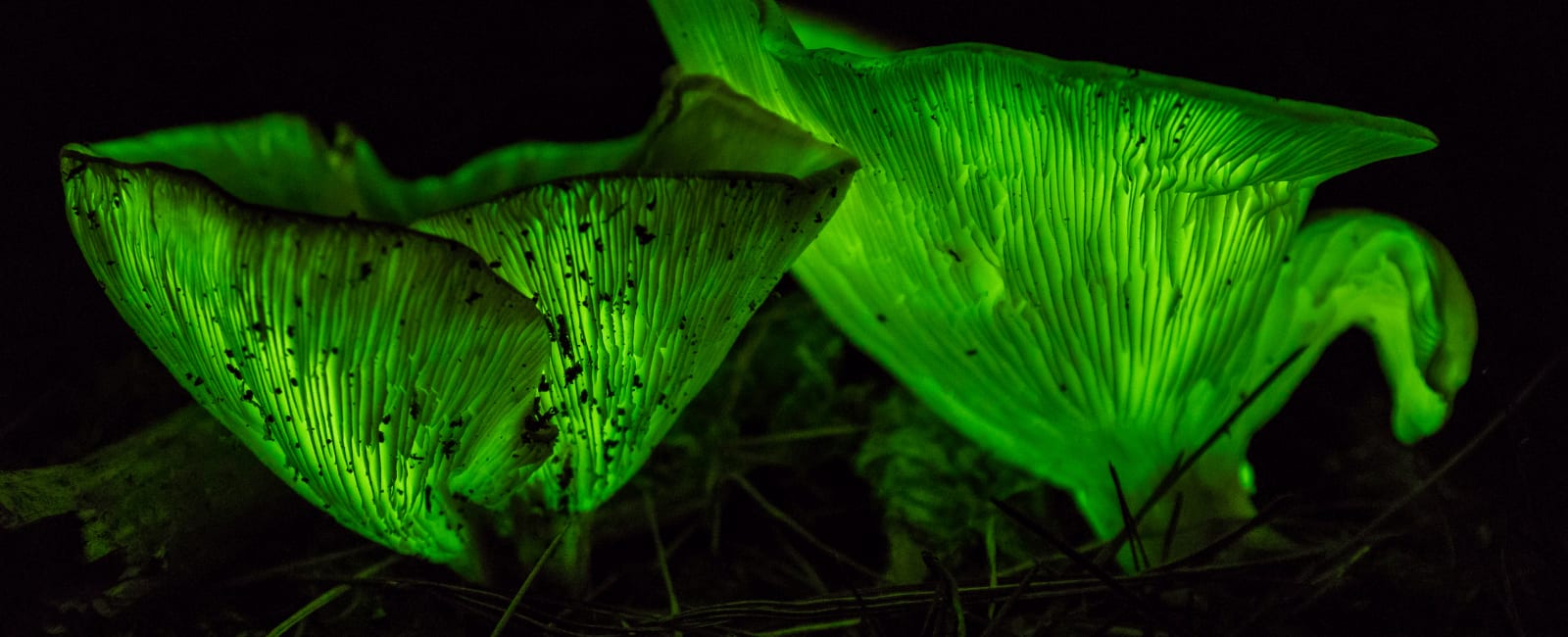 11 Bioluminescent Mushrooms That Glow in the Dark
