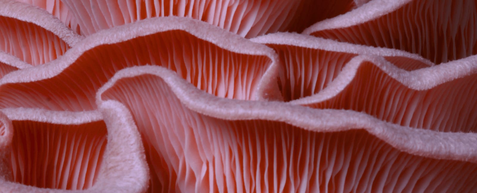 Flesh-Eating Fungi: A Guide to Carnivorous Mushrooms - Shroomer