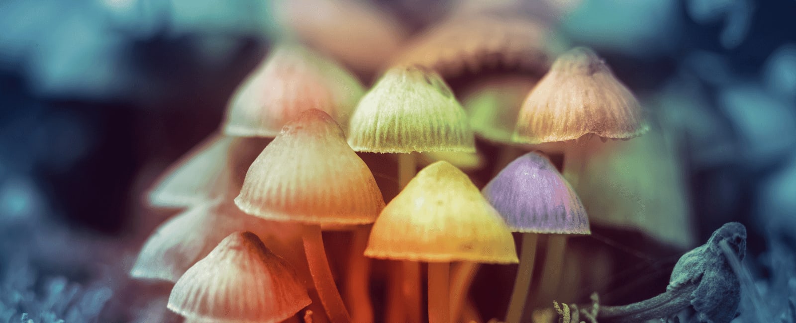 A Guide to Psilocybin and Psilocin for Psychedelic Beginners - Shroomer