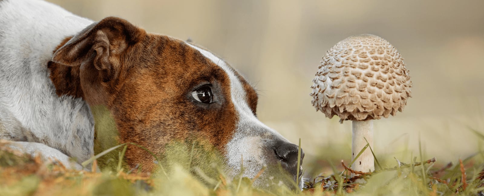 Dogs and Wild Mushrooms: A Guide for Safe Foraging - Shroomer