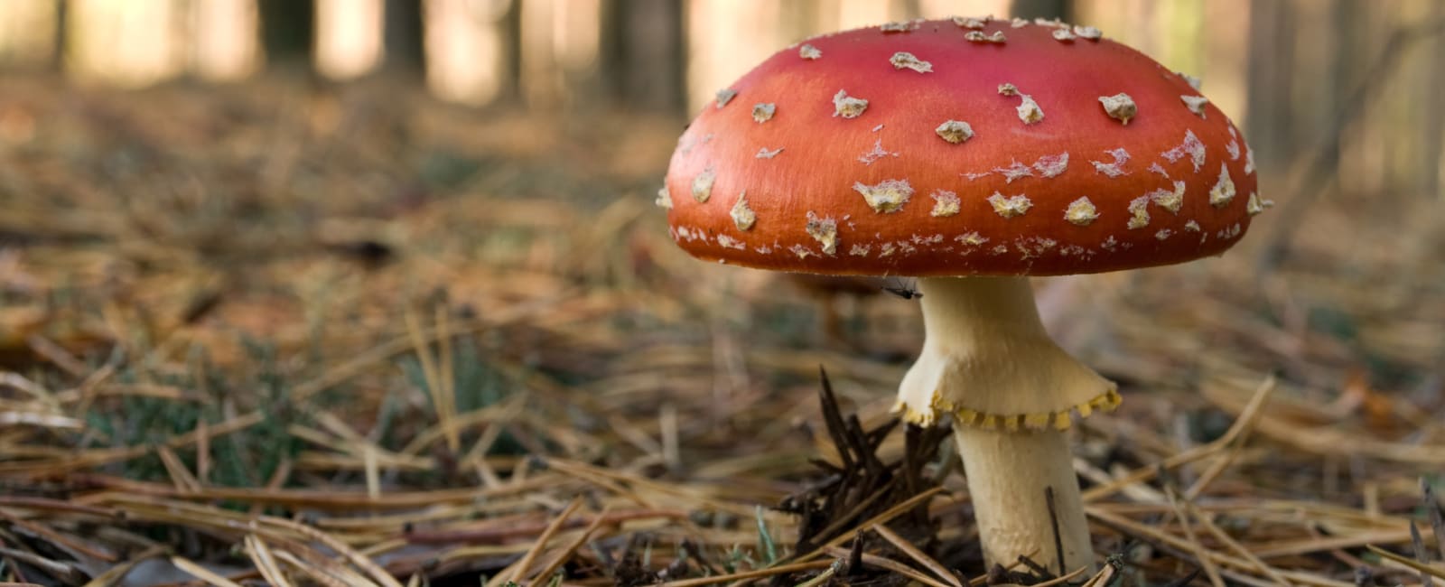 A Complete Guide to Identifying and Avoiding Toxic Mushrooms - Shroomer