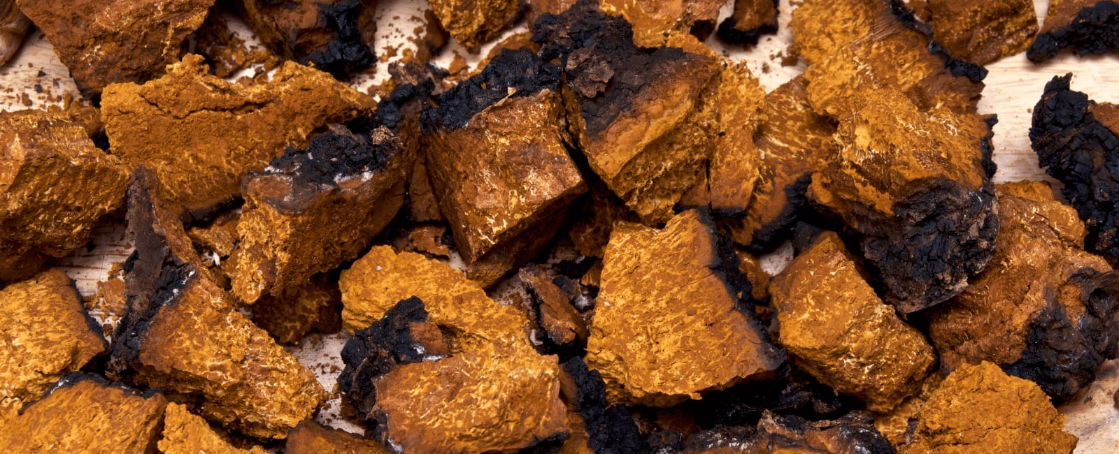The Fantastic Antioxidant Powers of Chaga Mushrooms - Shroomer