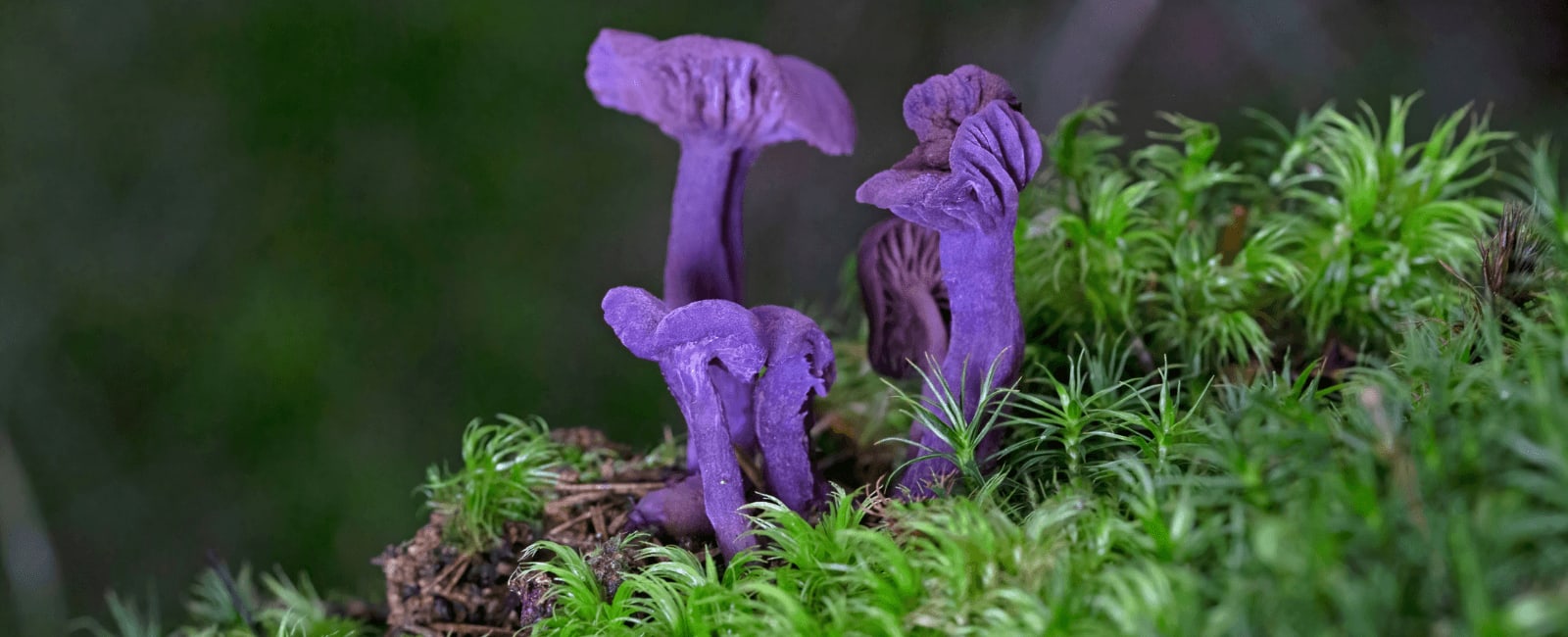 ROY G. BIV: The World's 16 Most Colorful Fungi - Shroomer