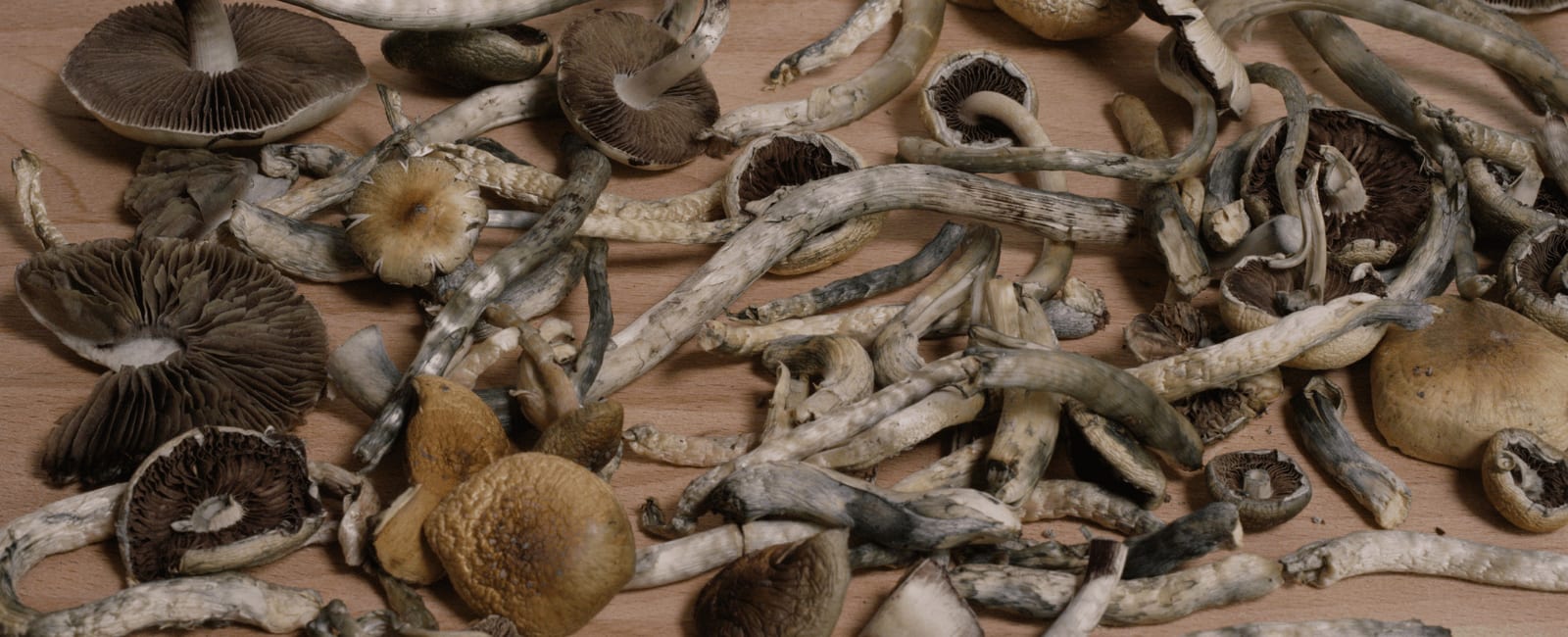 The U.S. Guide to Psilocybin Decriminalization - Shroomer