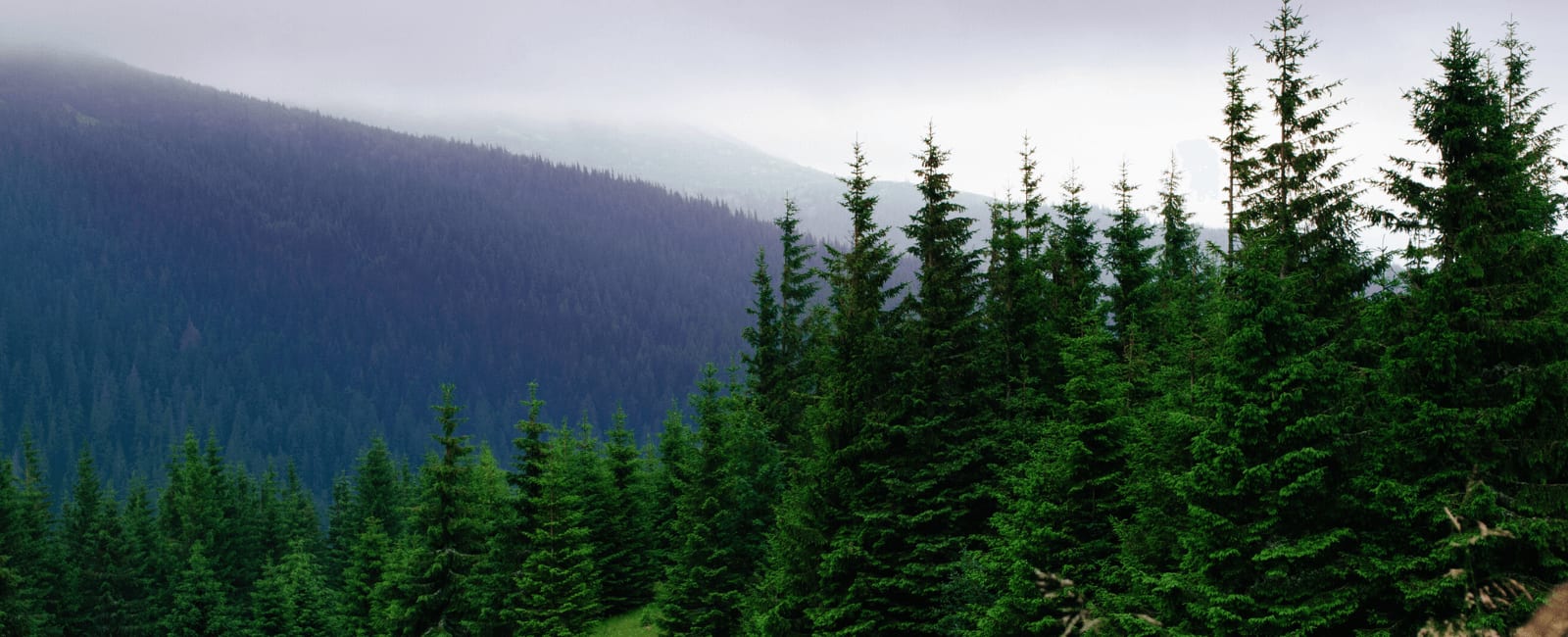 Climate Change Moves Trees Away From Habitats, Leaving Behind Their ...