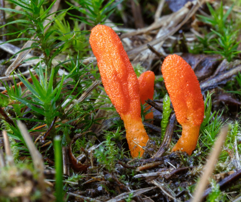 Learn: Fungi Symbiosis & Relationships