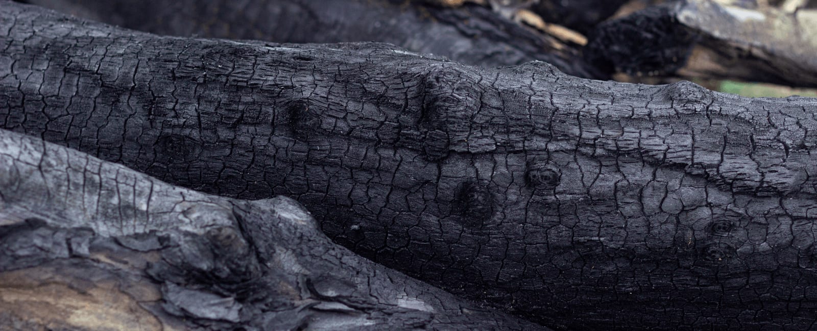 Microbes That Survive Wildfires May Help In Recovery of Ecosystems ...