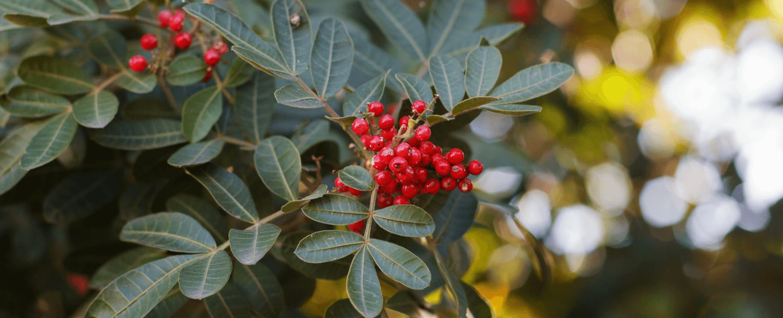 Removal of Invasive Brazilian Pepper Tree Found to Boost Fungal ...