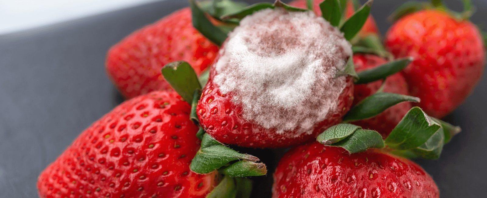 Scientists Name New Fungus-Killing Compounds After Keanu Reeves - Shroomer