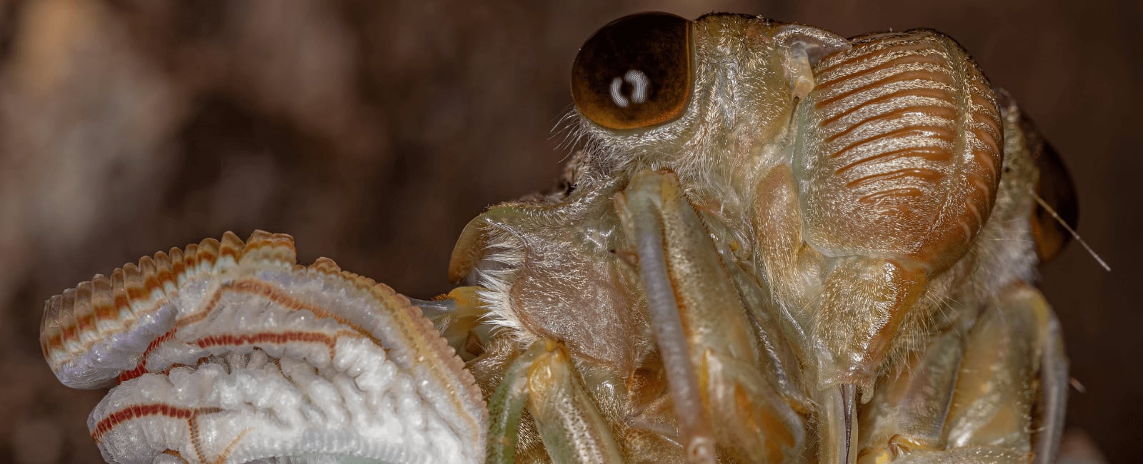 The Gruesome Fungal Infection Turning Cicadas into Hypersexual Zombies ...