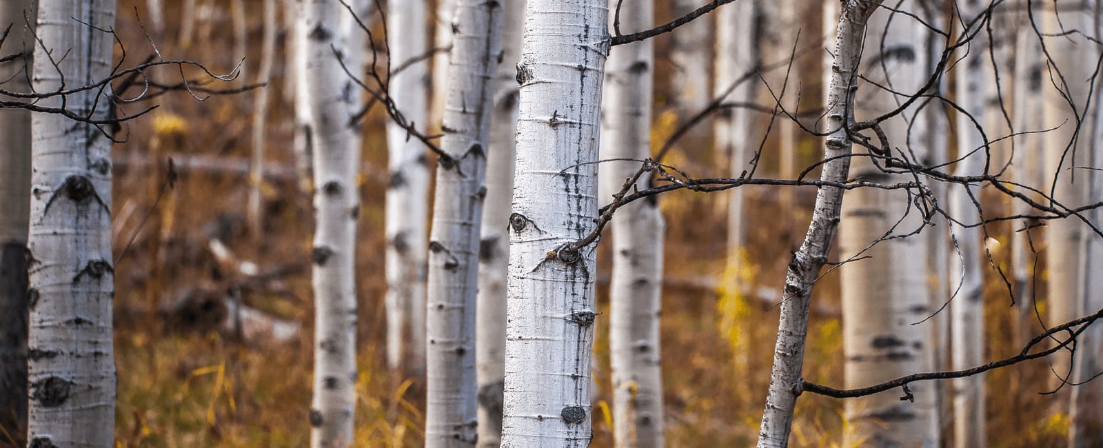 Aspen Groves and Fungal Allies Threatened by Climate Change - Shroomer