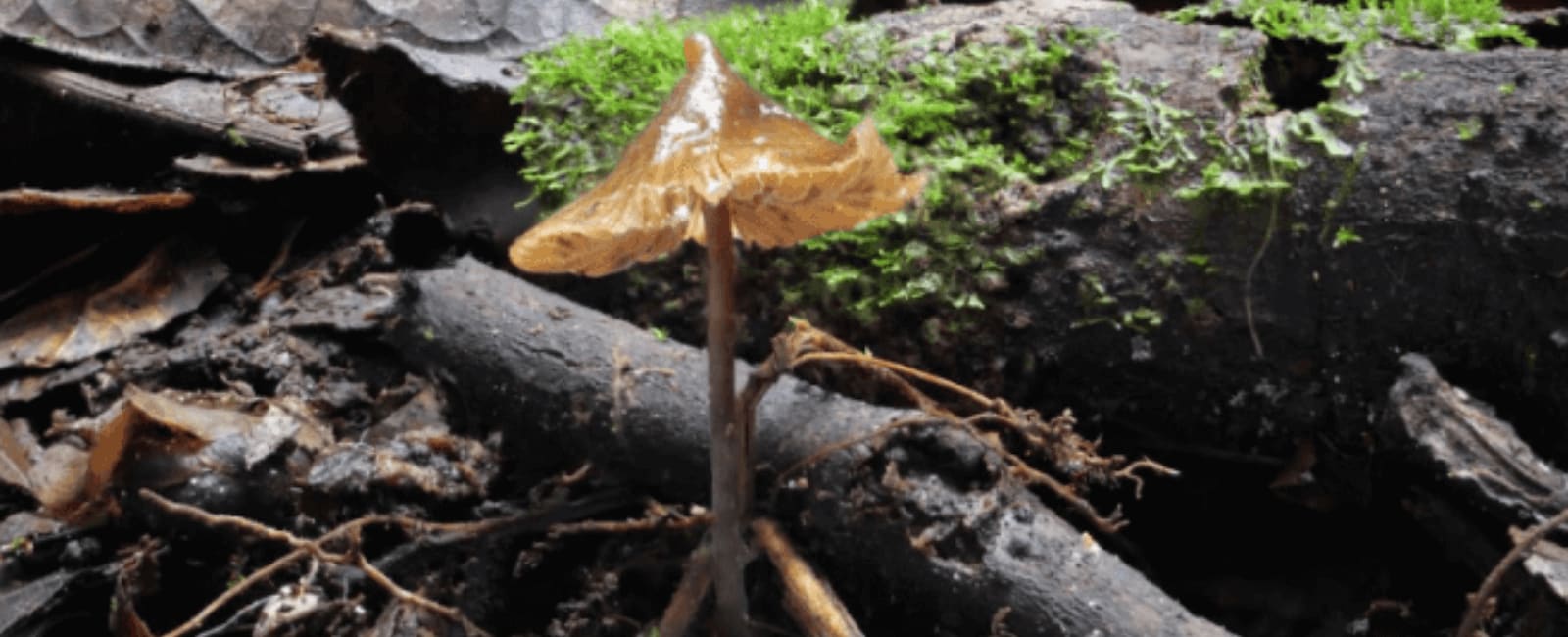 Mycologist Paul Stamets Honored with a Newly Discovered Magic Mushroom ...