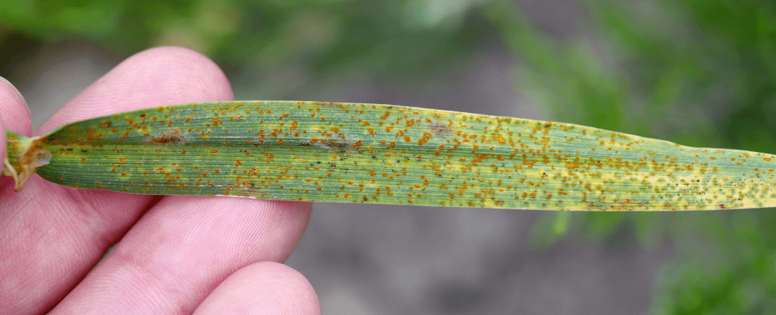 EPA Grants Approval for Rust Fungus to Battle Invasive Weed in New ...