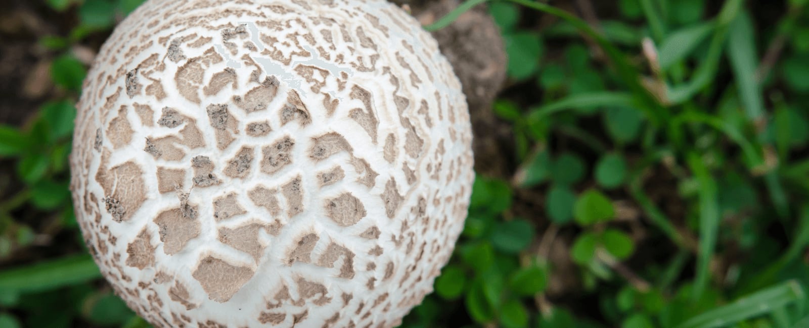 Mushrooms Could Help House Astronauts on the Moon, NASA Says - Shroomer