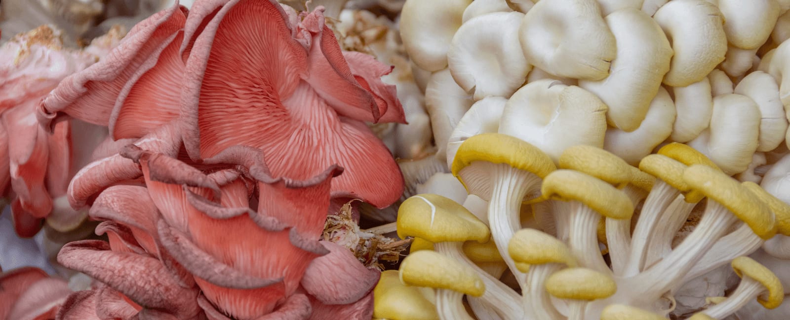 Regular Mushroom Consumption Linked to Lower Prostate Cancer Rates ...