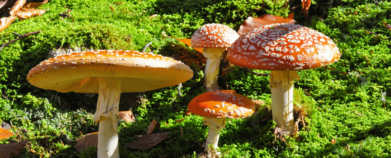 The 101 on the Oregon Psilocybin Services Act - Shroomer