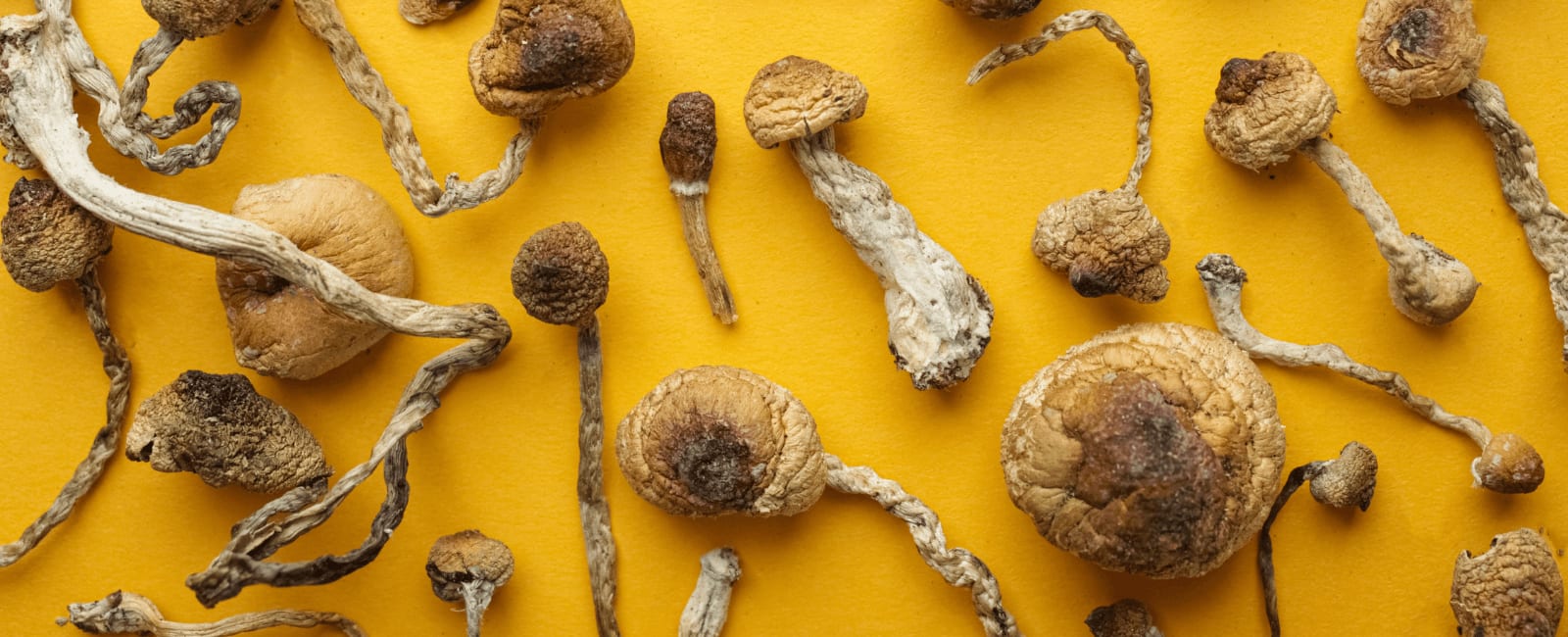 California Governor Vetoes Bill to Decriminalize Psychedelics - Shroomer