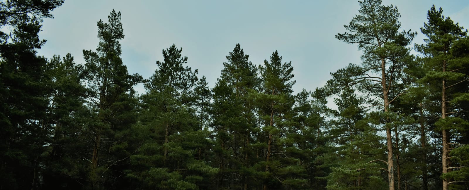 Research Uncovers How Fungi Respond to Disease-Driven Forest Changes ...