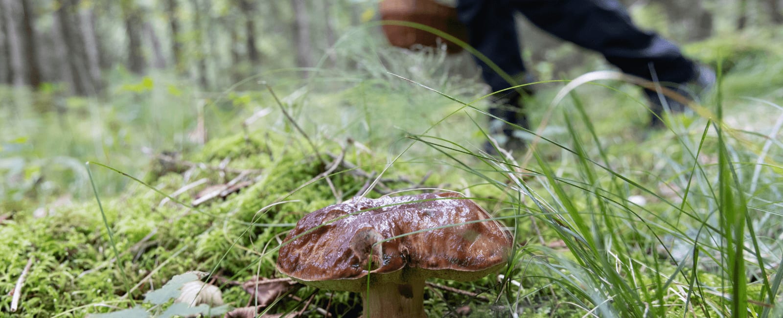 Missouri Mushroom Hunters Join Nationwide Effort to Document Every ...
