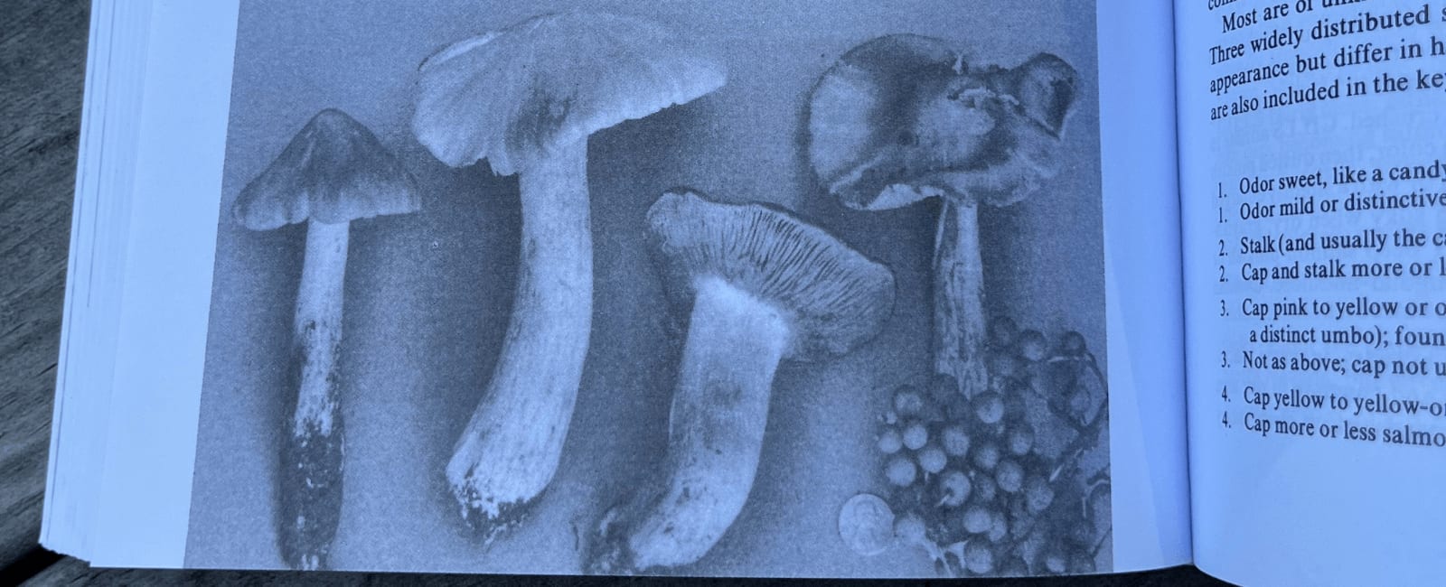 Rare Purple Mushroom Documented in Arizona for First Time - Shroomer