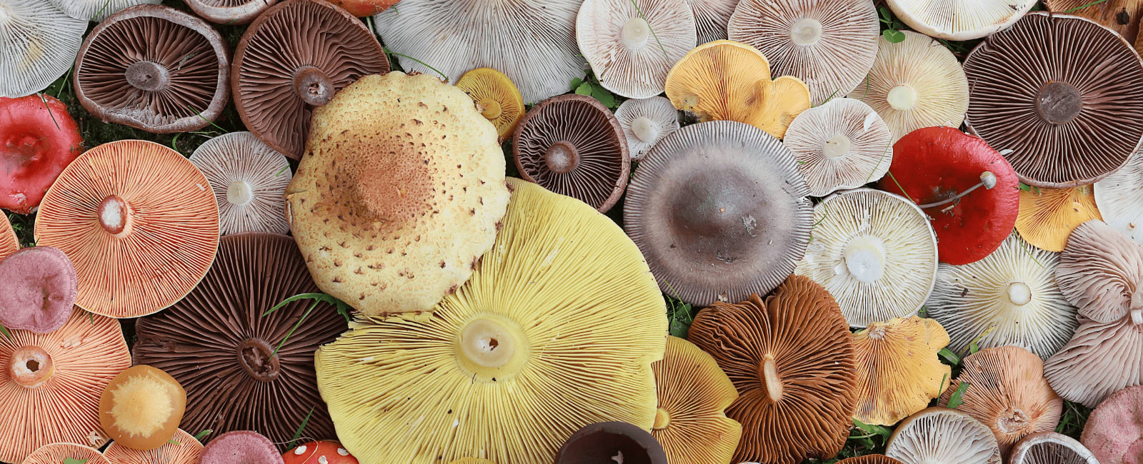 A Q&A with Mycologist and Professor David Hibbett - Shroomer