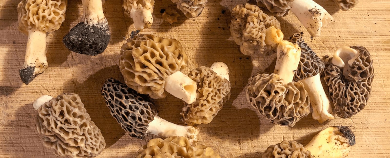 The Best Morel Mushroom Recipes for Your Foraged Harvest - Shroomer