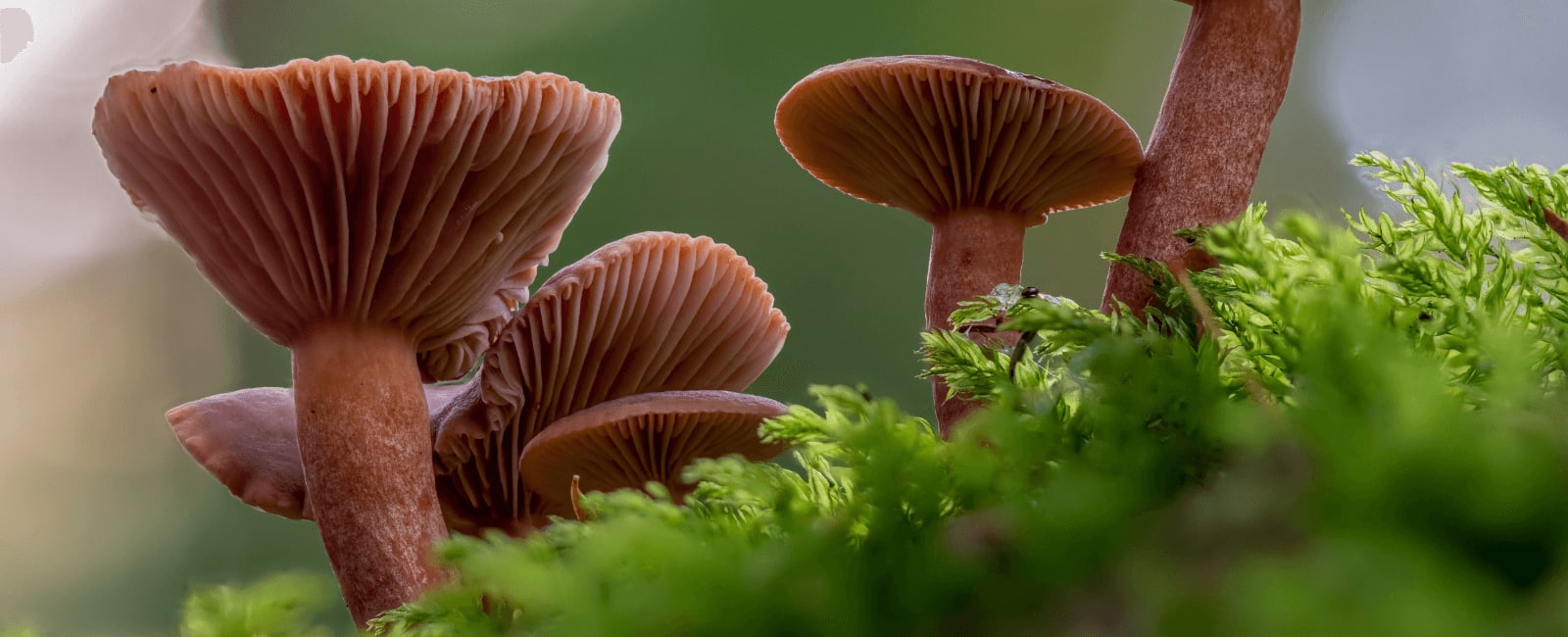 The Best Candy Cap Recipes That Will Satisfy Any Sweet Tooth - Shroomer