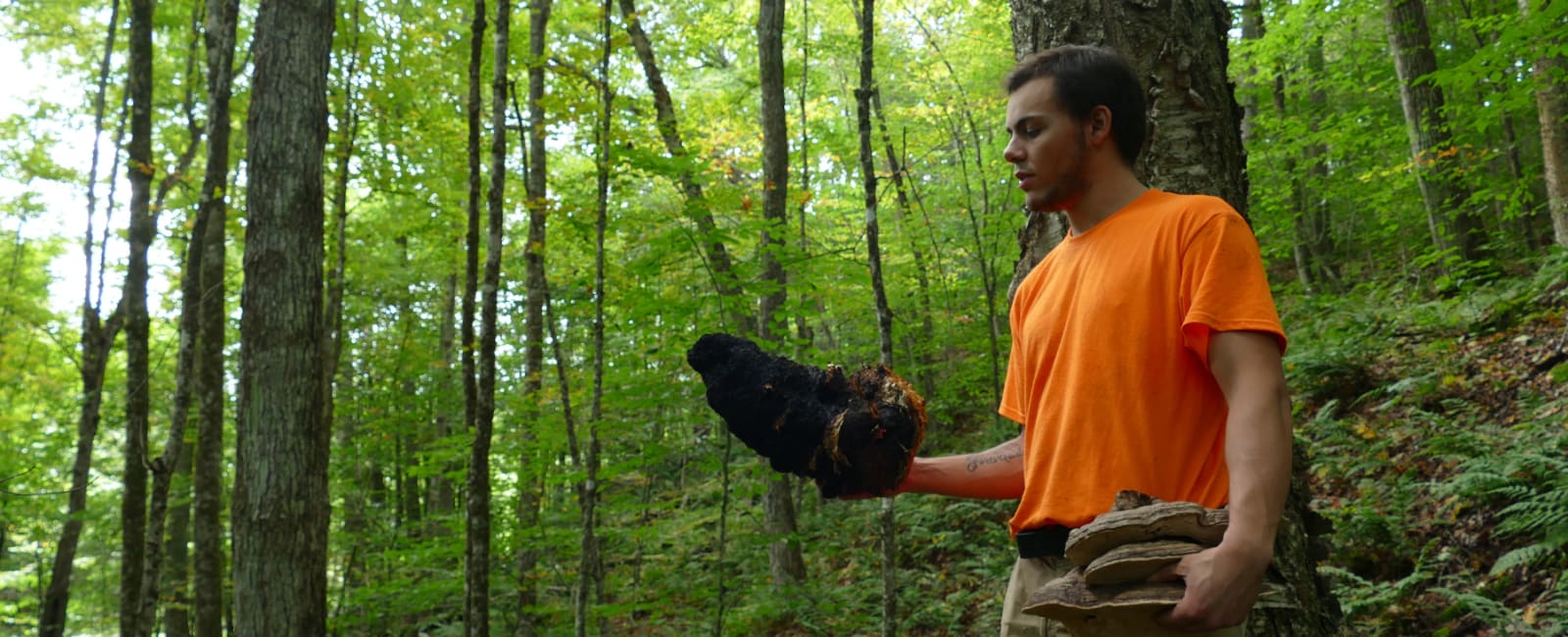 Why Preserving Old Growth Forests Is Key to Chaga Sustainability with ...