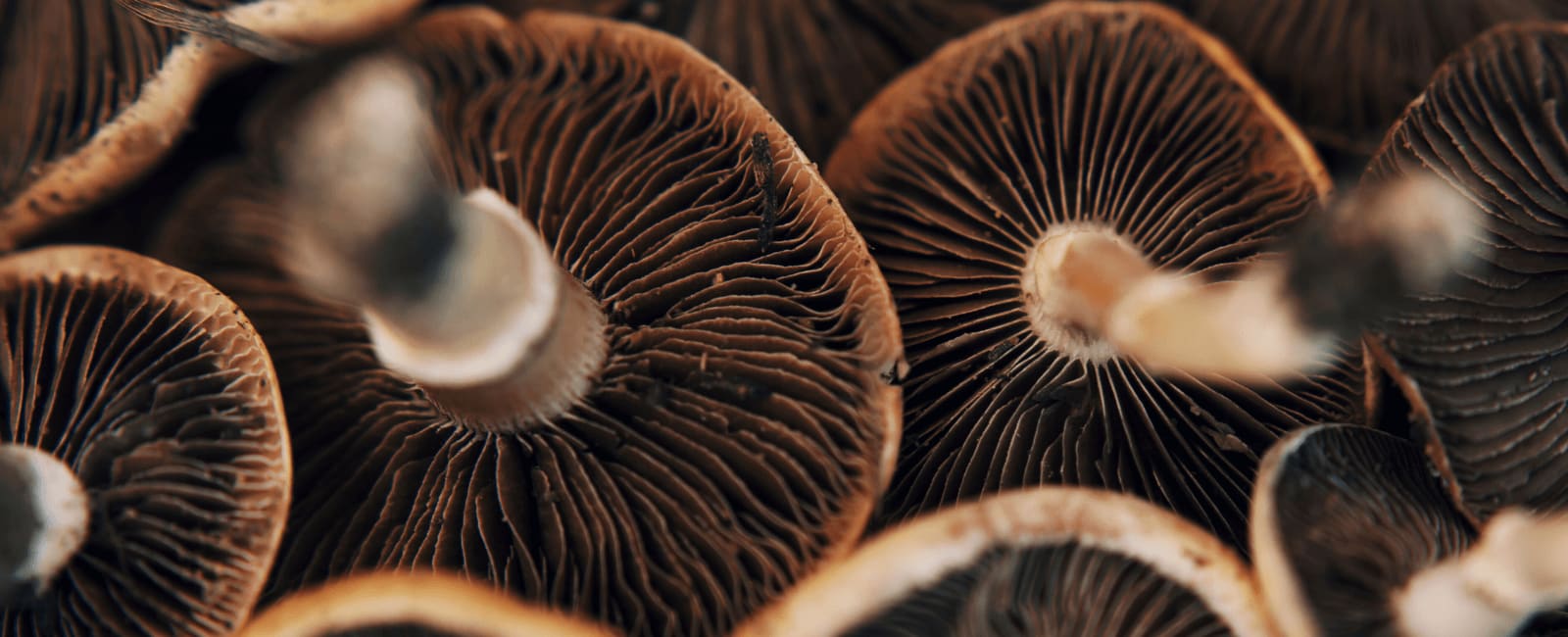 12 Fungi Fun Facts Everyone Should Know - Shroomer