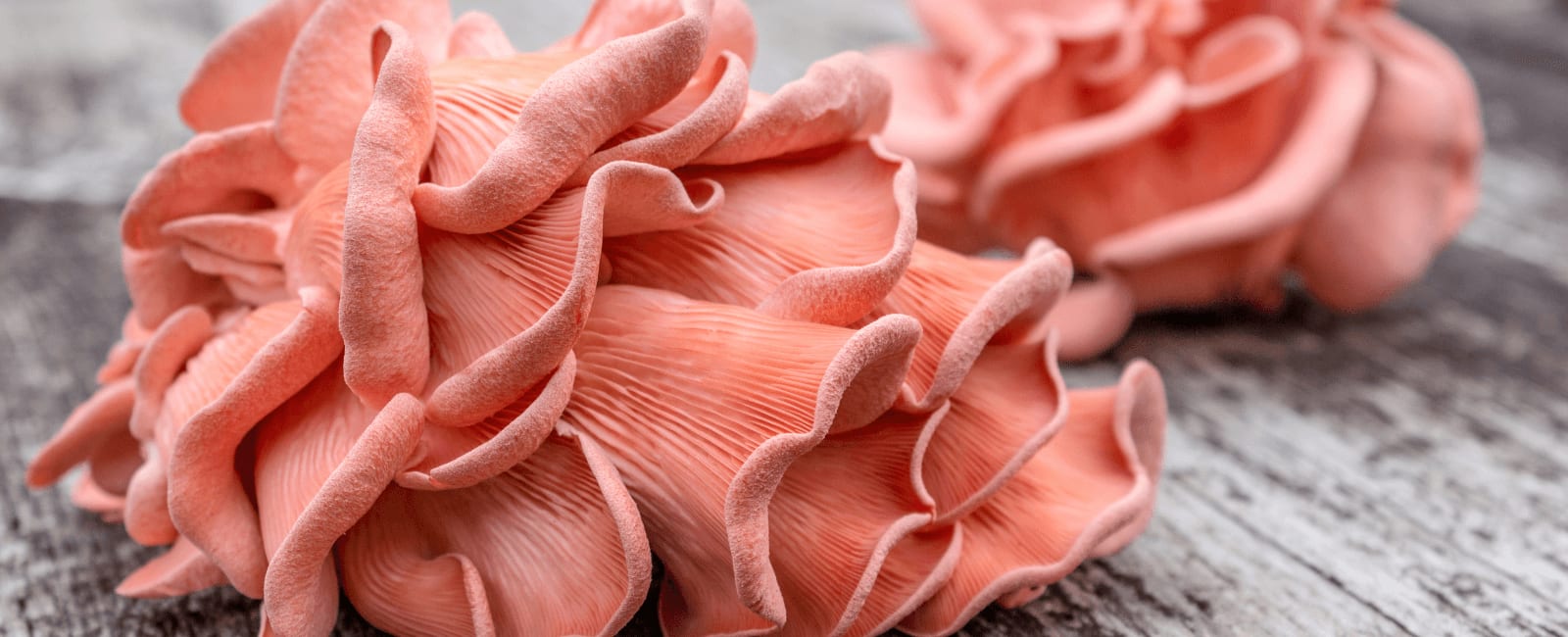 The Best Pink Oyster Mushroom Recipes from Around the Web - Shroomer