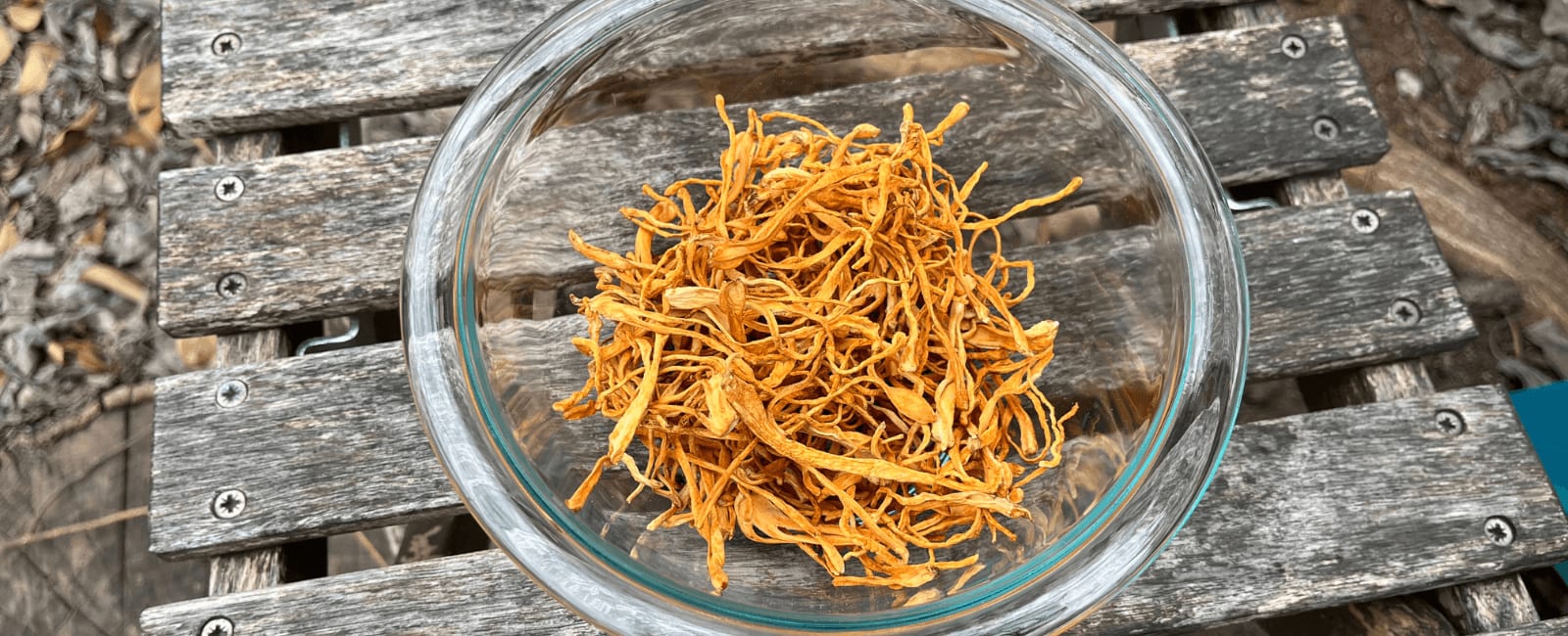 Cordyceps in The Last of Us and the Likelihood of Fungal Infections ...