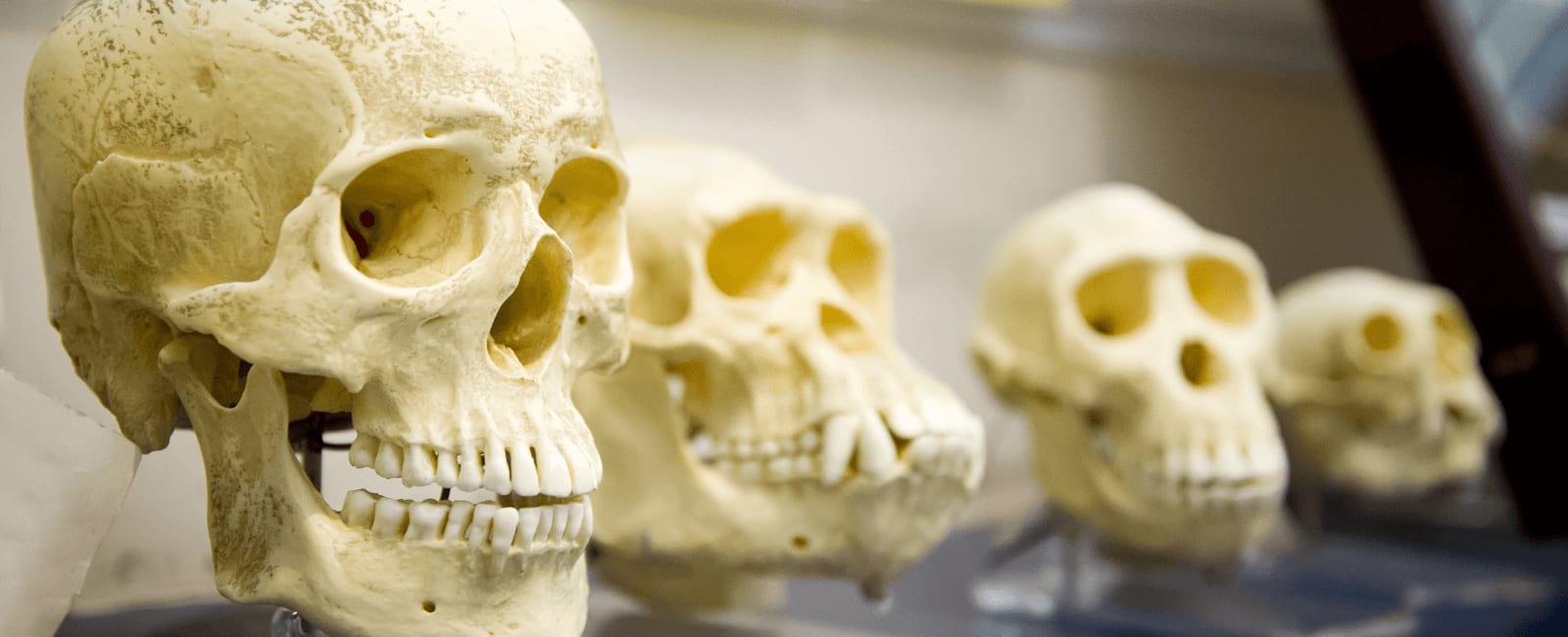 What Is the Stoned Ape Theory and Why Is It So Controversial? - Shroomer