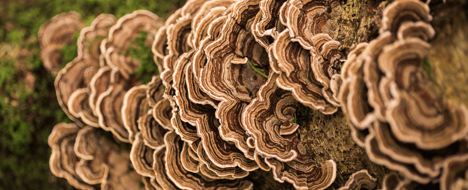 Reap the Medicinal Benefits of Turkey Tail with 6 Recipes - Shroomer