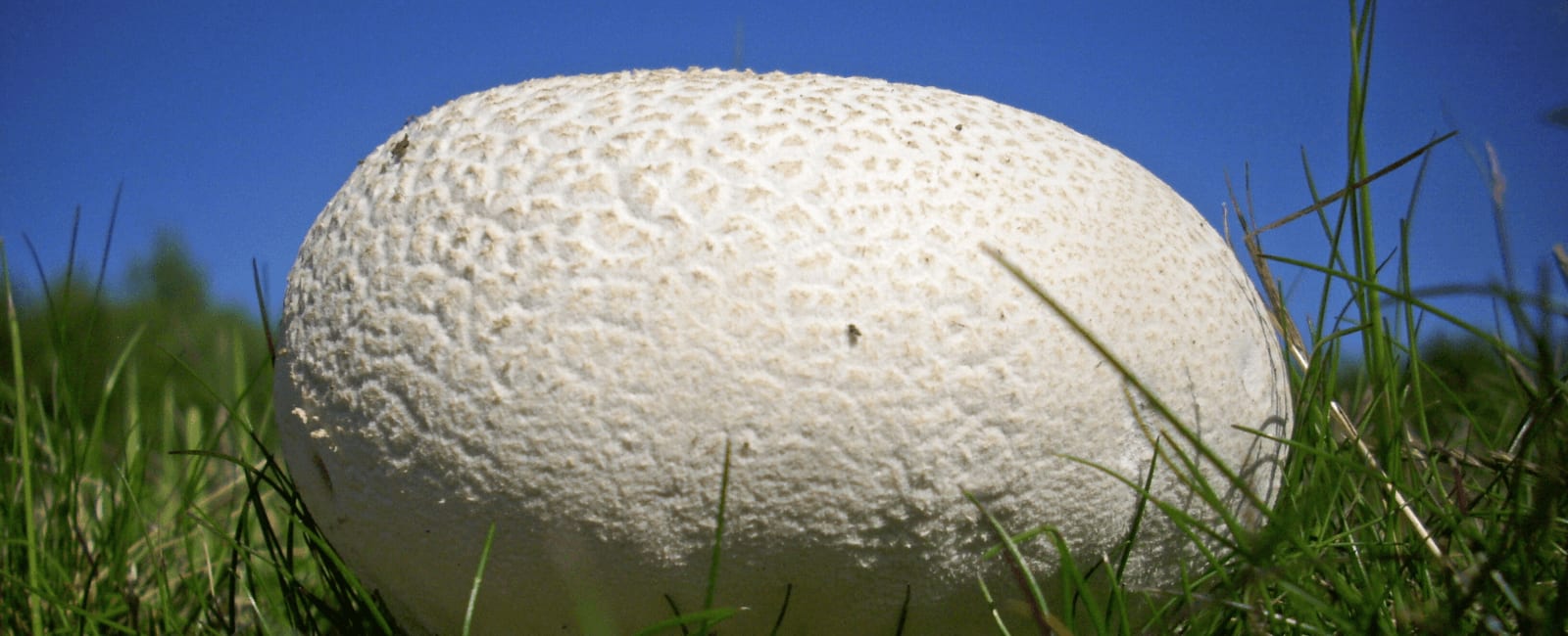 Giant Puffball Designated as Illinois' Official State Mushroom - Shroomer