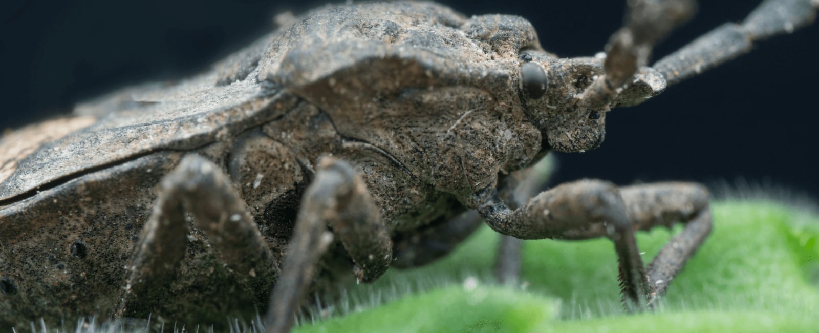 Stink Bugs Grow Fungi on Their Body to Protect Themselves from ...