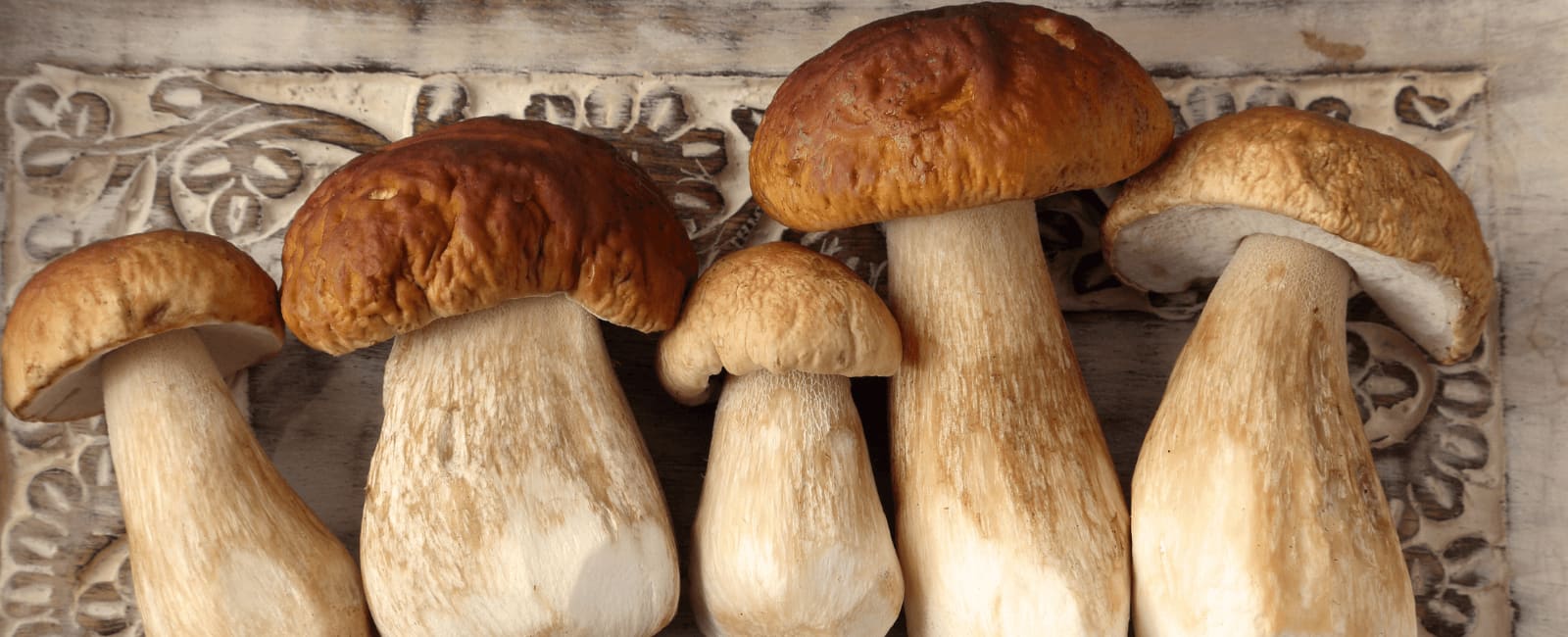 Taste the Best Porcini Mushrooms at Italy's Borgotaro Festival - Shroomer