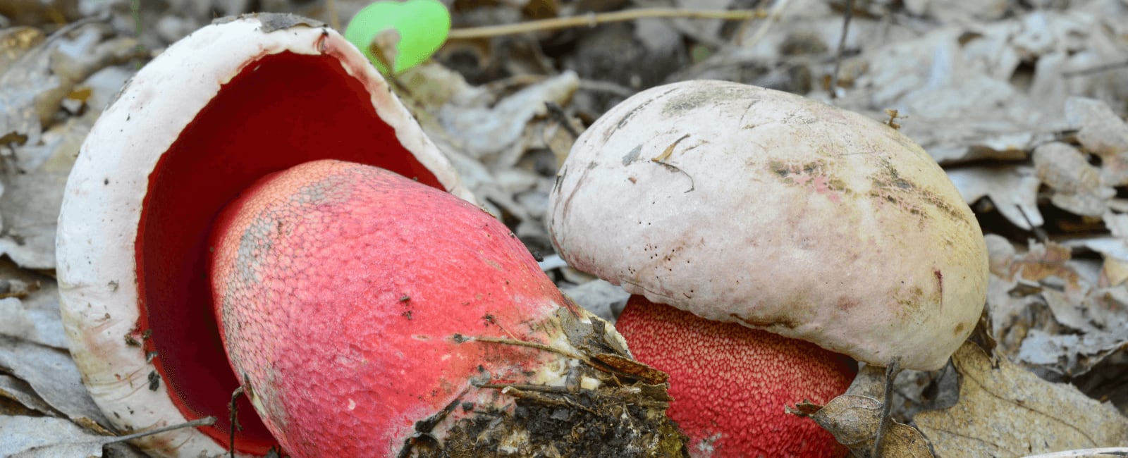 Learn: Fungi and Mushroom Bioengineering