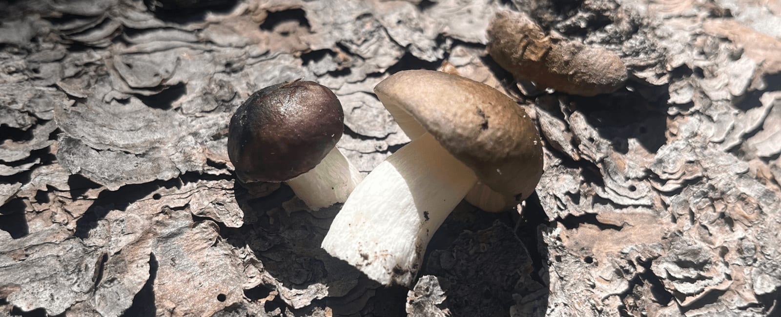 Learn: Mushroom Foraging and Wildcrafting