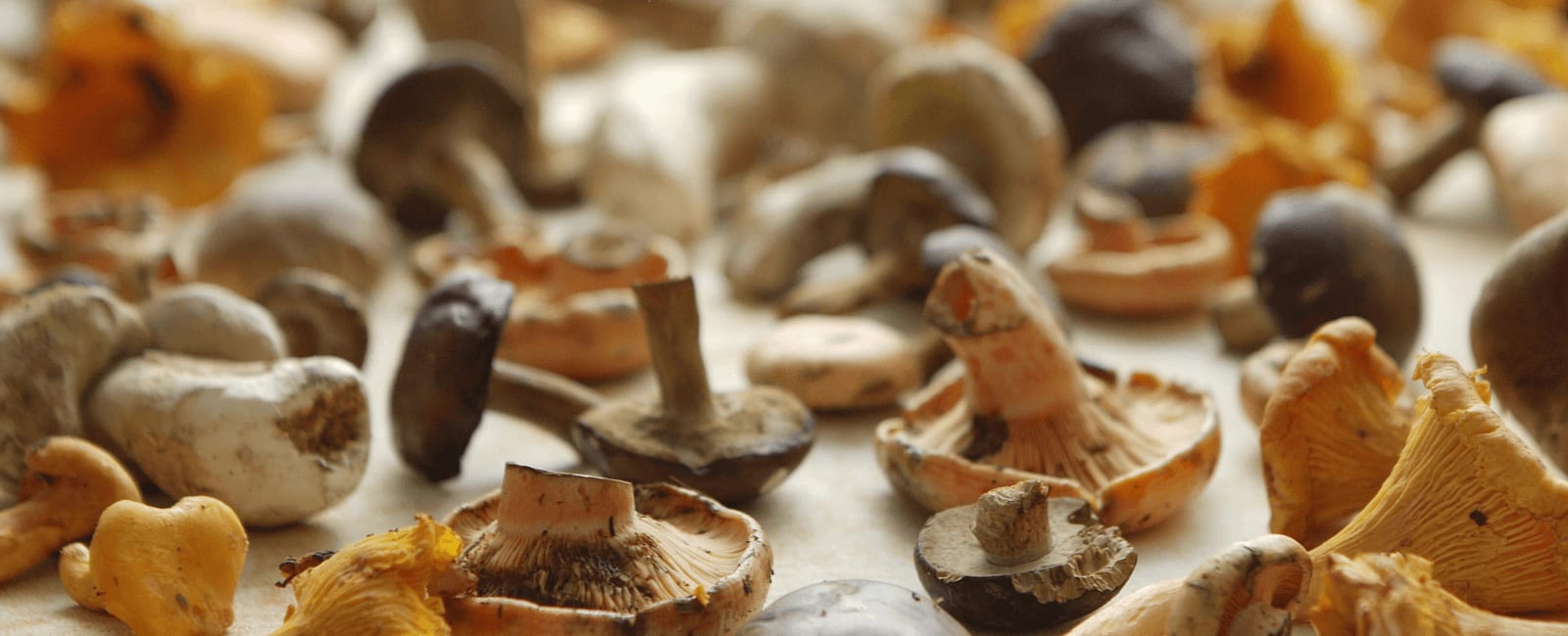 2024 Kentucky Mushroom Festival to Take Place October 4-6 - Shroomer