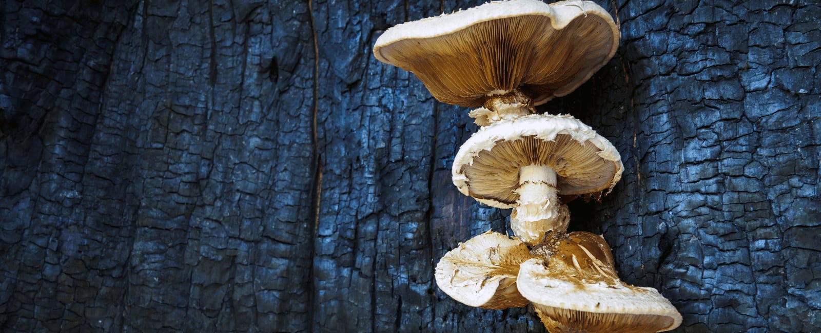 Could Fungi Help Prevent Wildfires? - Shroomer