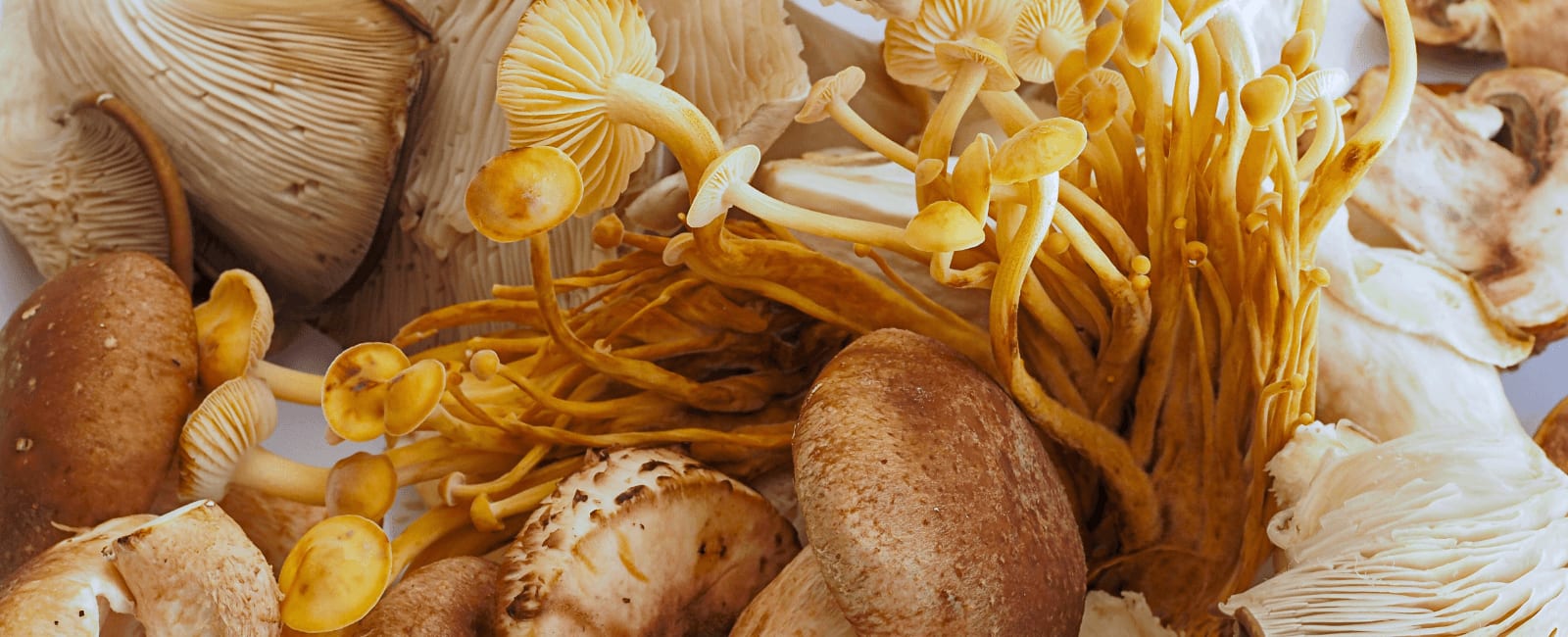 September is National Mushroom Month, Here's 10 Ways You Can Celebrate ...