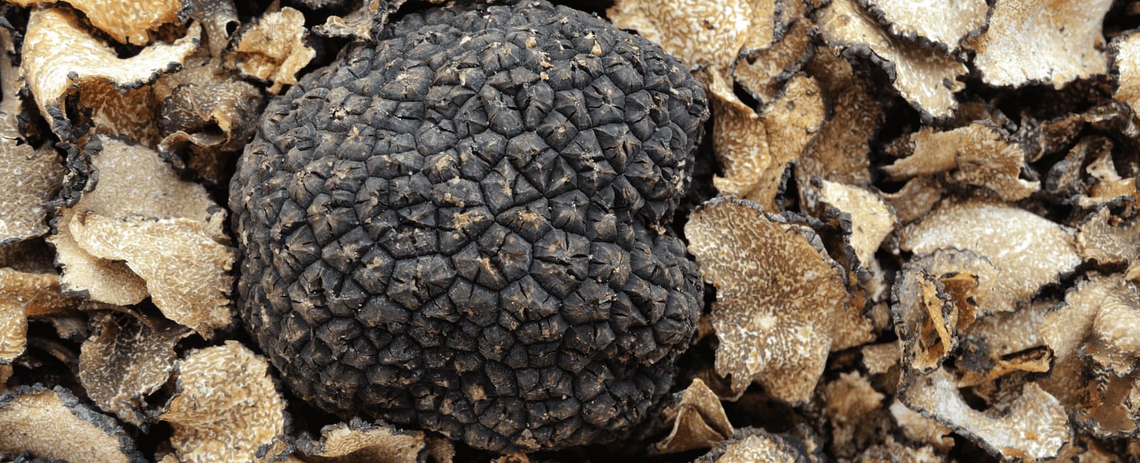 Why the Health Benefits of Truffles Make Them More Than Just a Luxury ...