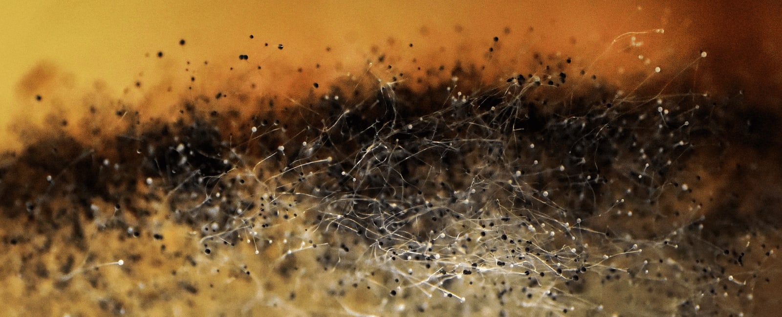 Extremophilic Fungi Thrive in Harsh Conditions to Combat Climate Change ...
