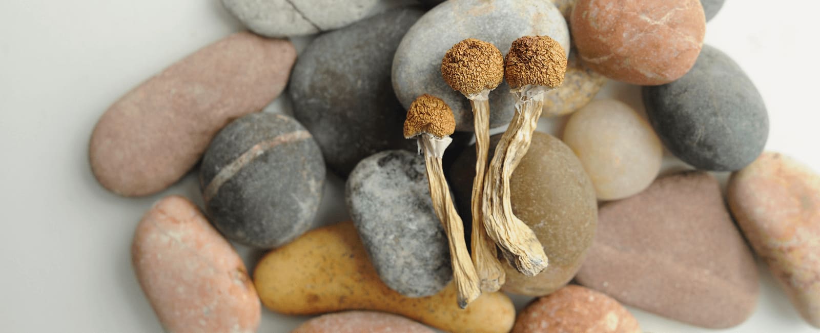 Psilocybin’s Impact on Brain Connectivity in Body Dysmorphic Disorder ...