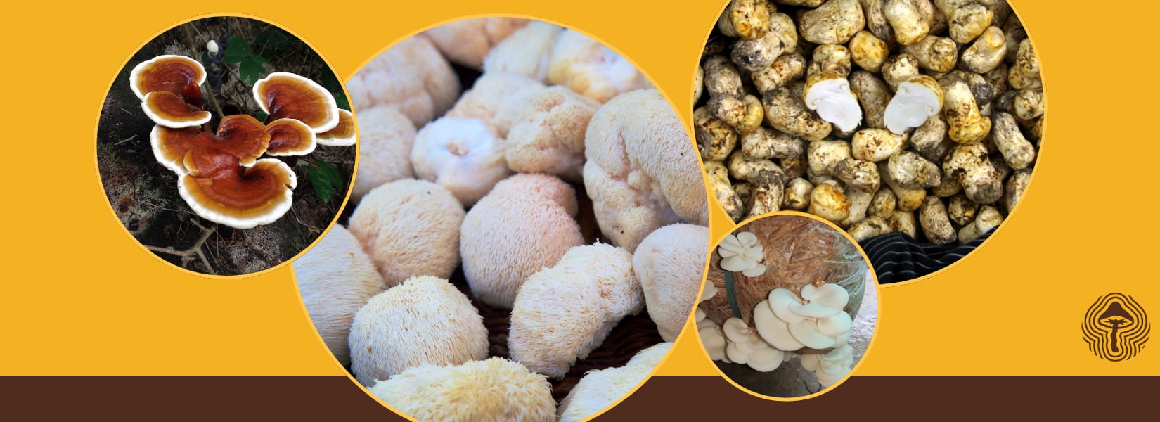 💡 Psilocybin for Awe, Mycelium vs. Oil, and a Supplement Wake-Up Call ...