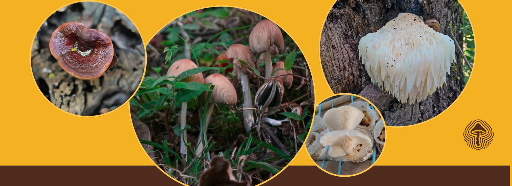 Ozempic-Like Mushrooms, Brain-Healing Lion’s Mane, and One-Dose OCD Relief